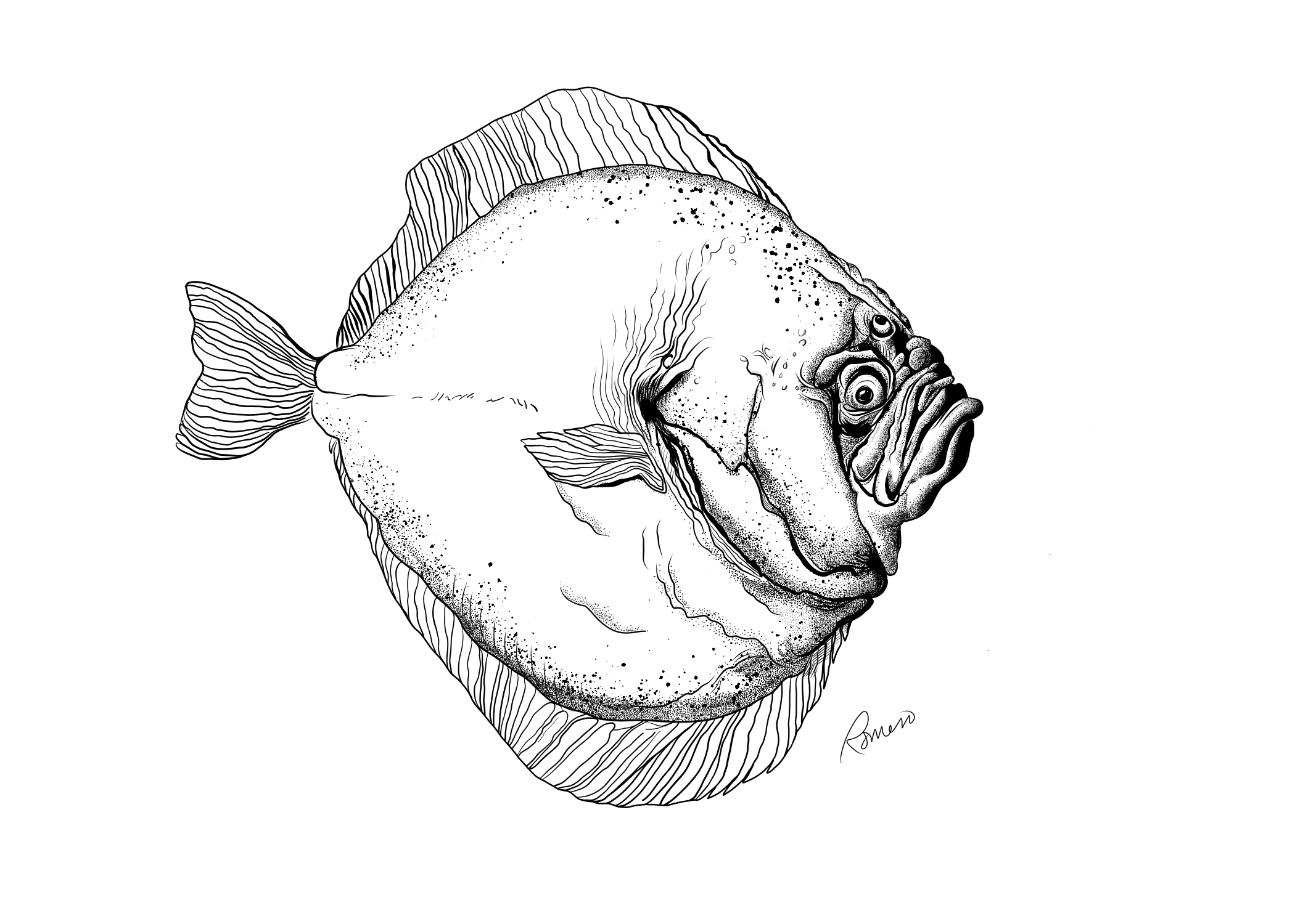 Flounder Fish Drawing